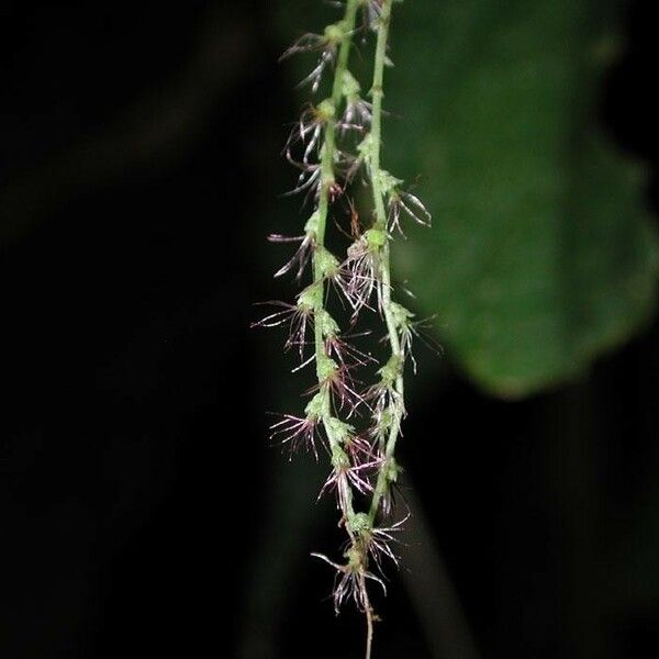 Acalypha Villosa Plant Care & How to Grow, Water