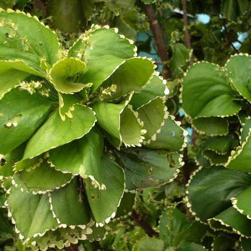 Copper Leaf (Acalypha Wilkesiana) Plant Care & How to Grow, Water