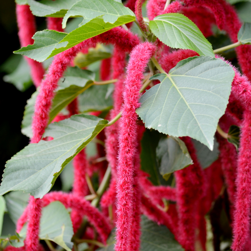 Three-Seeded Mercuries (Acalypha) Plant Care & How to Grow, Water