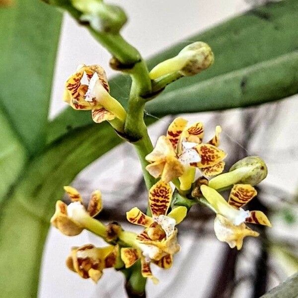 Broad-Lipped Acampe (Acampe Pachyglossa) Plant Care & How to Grow, Water