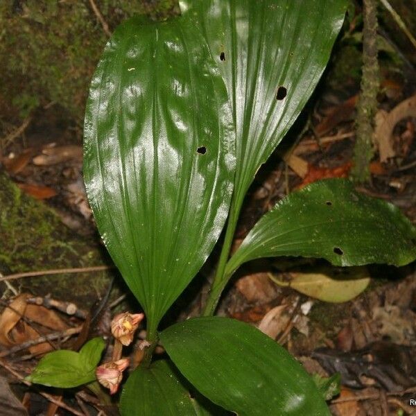 Acanthephippium Splendidum Care Guide: Water, Soil & Propagation ...