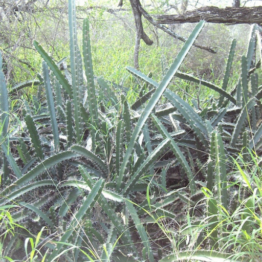 Barbed-wire Cactus (Acanthocereus Tetragonus) Plant Care & How to Grow ...