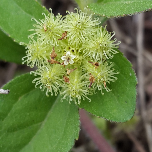 Paraguayan Starbur (Acanthospermum Australe) Plant Care & How to Grow ...
