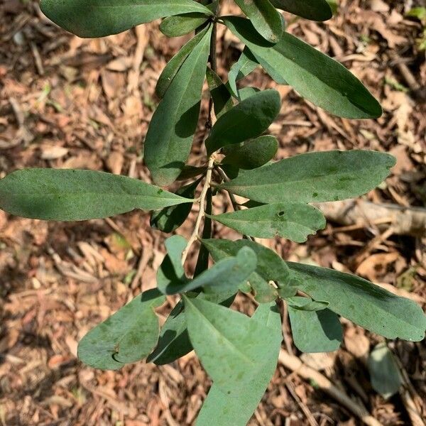 Acanthosyris Spinescens Plant Care & How to Grow, Water