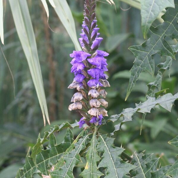 Acanthus Eminens Care Guide: Water, Soil & Propagation - Plantiary