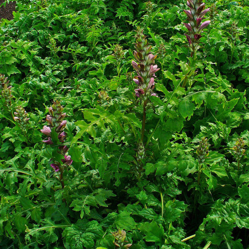 Bear's-Breeches (Acanthus Mollis) Plant Care & How to Grow, Water