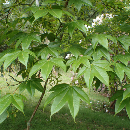 Campbell's Maple (Acer Campbellii) Plant Care & How to Grow, Water