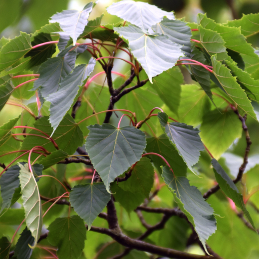 Acer Caudatifolium Plant Care & How to Grow, Water