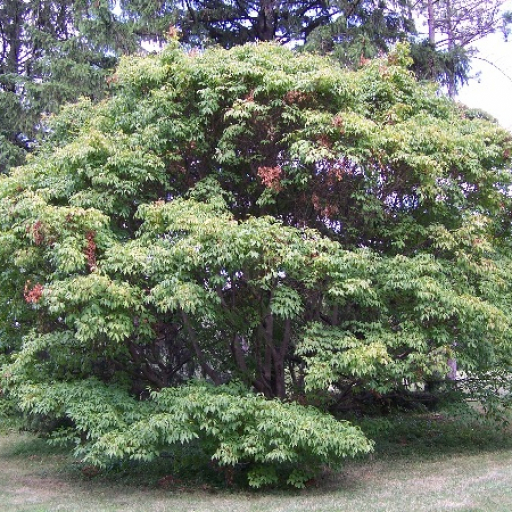 Ivyleaf Maple (Acer Cissifolium) Plant Care & How to Grow, Water