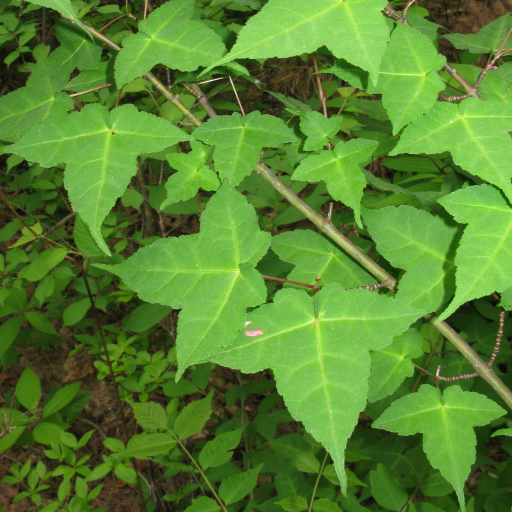 Hawthorn Maple (Acer Crataegifolium) Plant Care & How to Grow, Water