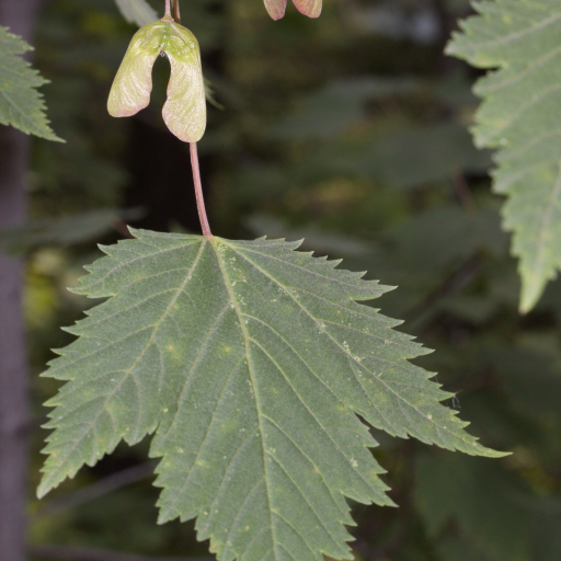 Rocky Mountain Maple (Acer Glabrum) Plant Care & How to Grow, Water