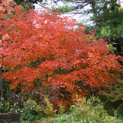 Fullmoon Maple (Acer Japonicum) Plant Care & How to Grow, Water