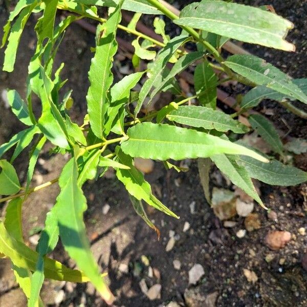 Nepal Maple (Acer Laevigatum) Care Guide: Water, Soil & Propagation ...