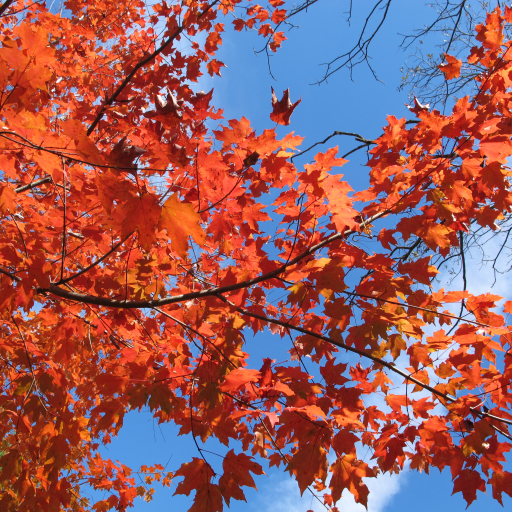 Hybrid Sugar Maple (Acer Leucoderme) Plant Care & How to Grow, Water