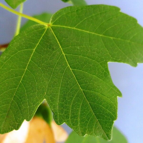 Gold Jeweled Maple (Acer × Martini) Care Guide: Water, Soil ...