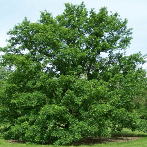 Miyabe's Maple (Acer Miyabei) Plant Care & How to Grow, Water