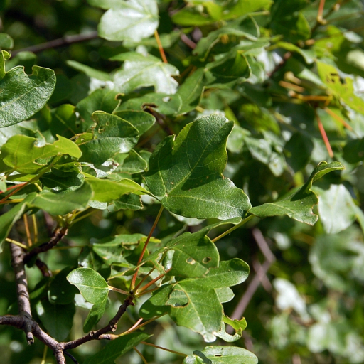 Montpellier Maple (Acer Monspessulanum) Plant Care & How to Grow, Water