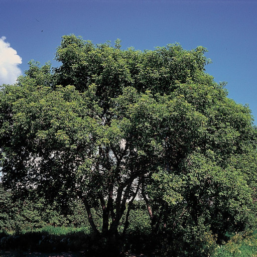 Box Elder (Acer Negundo) Plant Care & How to Grow, Water