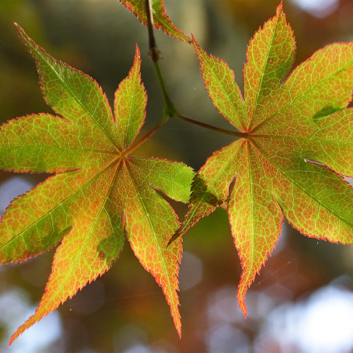 Japanese Maple (Acer Palmatum) Plant Care & How to Grow, Water