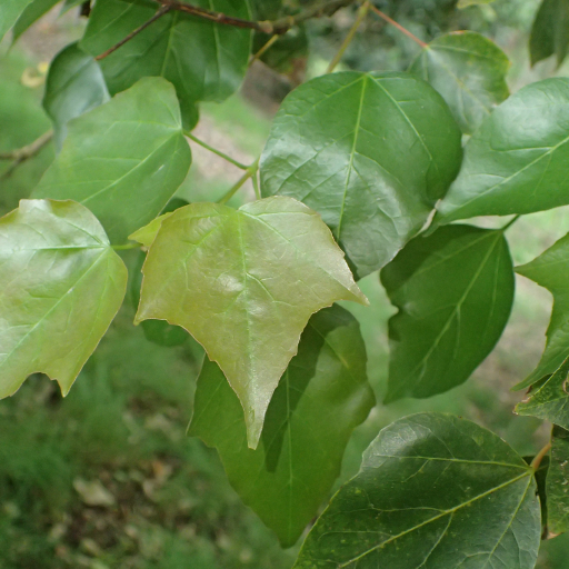 Acer Paxii Plant Care & How to Grow, Water