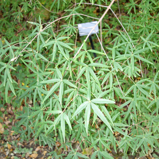 Five-Lobe Maple (Acer Pentaphyllum) Plant Care & How to Grow, Water