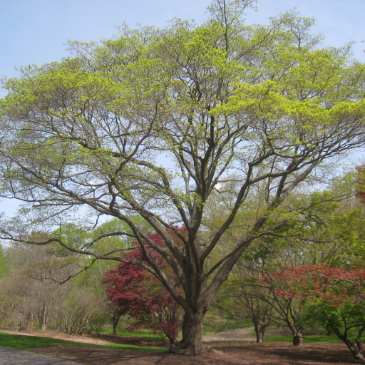 The Painted Maple (Acer Pictum) Plant Care & How to Grow, Water
