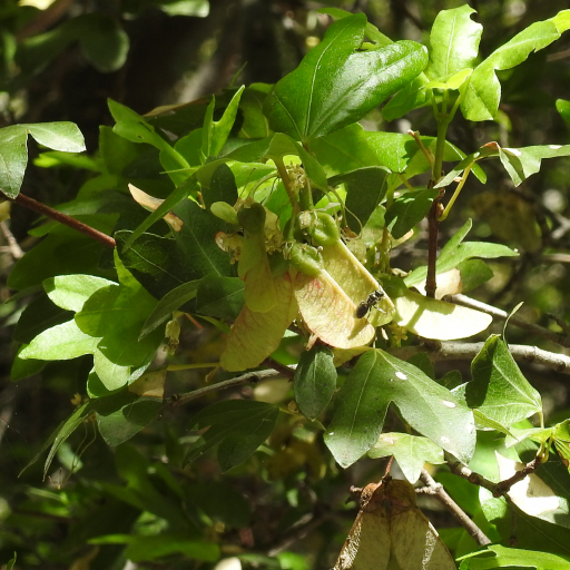 Cretan Maple (Acer Sempervirens) Plant Care & How to Grow, Water