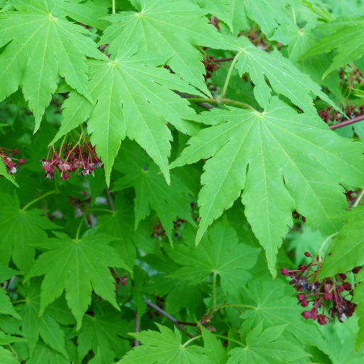 Siebold's Maple (Acer Sieboldianum) Care Guide: Water, Soil ...