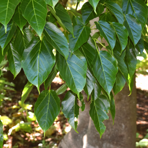 Sikkim Maple (Acer Sikkimense) Care Guide: Water, Soil & Propagation ...