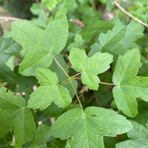 Acer X Bornmuelleri Care Guide: Water, Soil & Propagation - Plantiary