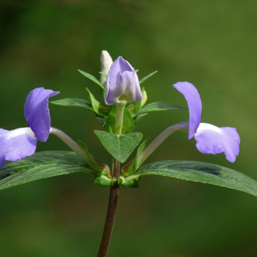 Amazon Blue (Achetaria Azurea) Plant Care & How to Grow, Water