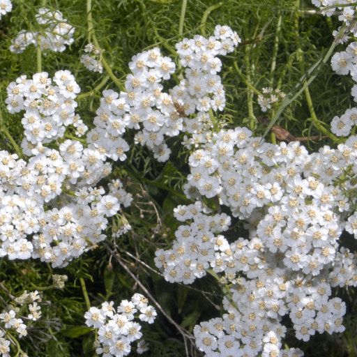 Achillea Abrotanoides Plant Care & How to Grow, Water