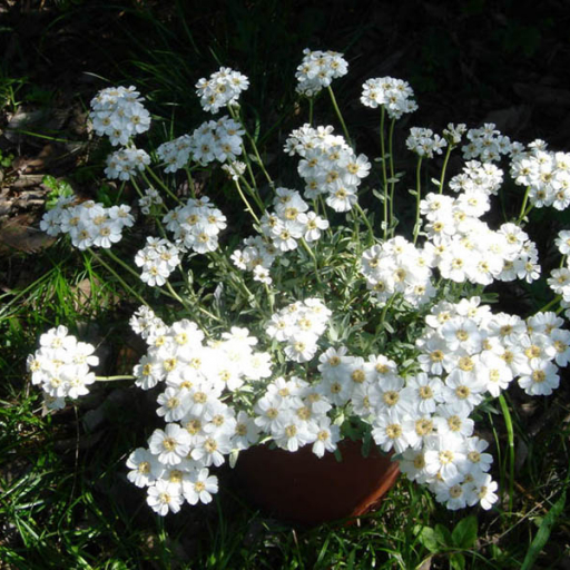 Achillea Ageratifolia Plant Care & How to Grow, Water