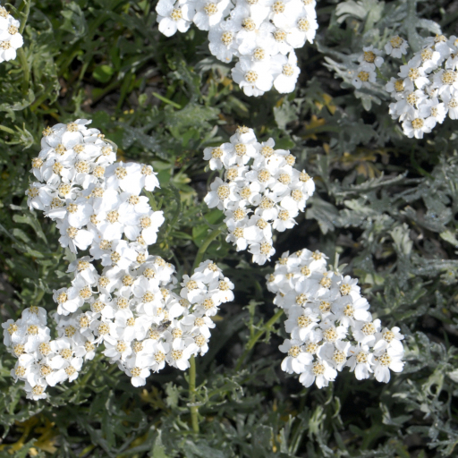 Silvery Yarrow (Achillea Clavennae) Plant Care & How to Grow, Water