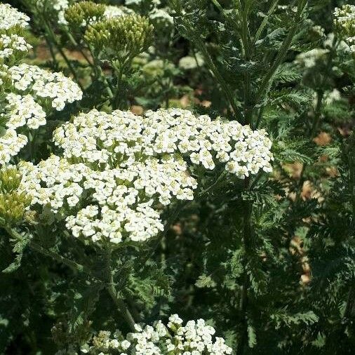 Yarrow (Achillea Crithmifolia) Plant Care & How to Grow, Water