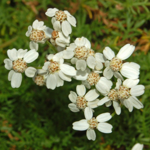 Simple-leaved Milfoil (Achillea Erba-rotta) Plant Care & How to Grow, Water