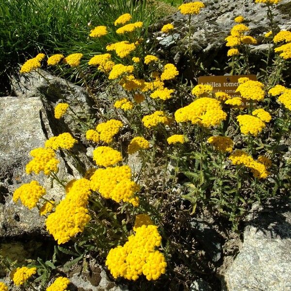 Fine-Leaved Yarrow (Achillea Leptophylla) Care Guide: Water, Soil ...