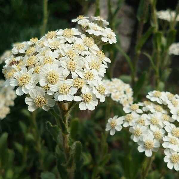 Achillea Lingulata Plant Care & How to Grow, Water