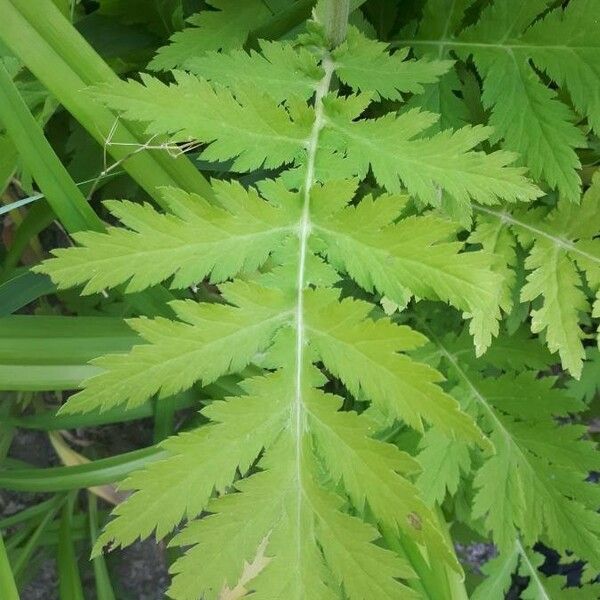 Big-leaf Yarrow (Achillea Macrophylla) Plant Care & How to Grow, Water