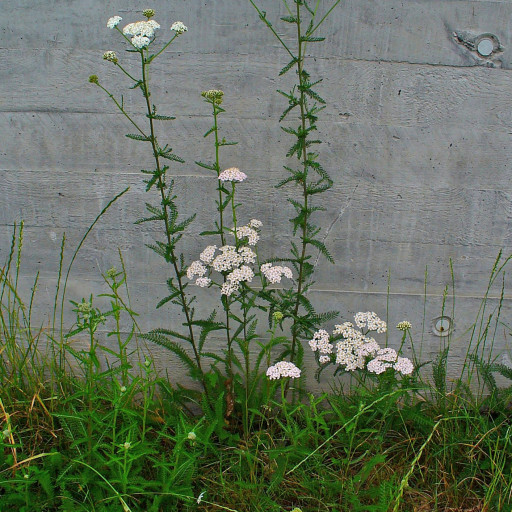 Common Yarrow (Achillea Millefolium) Plant Care & How to Grow, Water