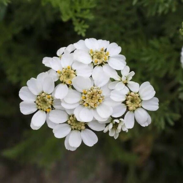 Achillea Multifida Plant Care & How to Grow, Water