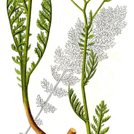 Noble Yarrow (Achillea Nobilis) Plant Care & How to Grow, Water