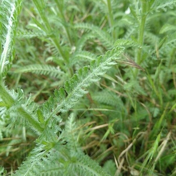 Cream-Flowered Sneezewort (Achillea Odorata) Plant Care & How to Grow ...