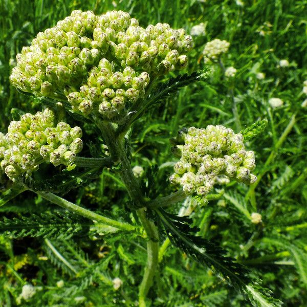 Yarrow (Achillea Pannonica) Care Guide: Water, Soil & Propagation ...