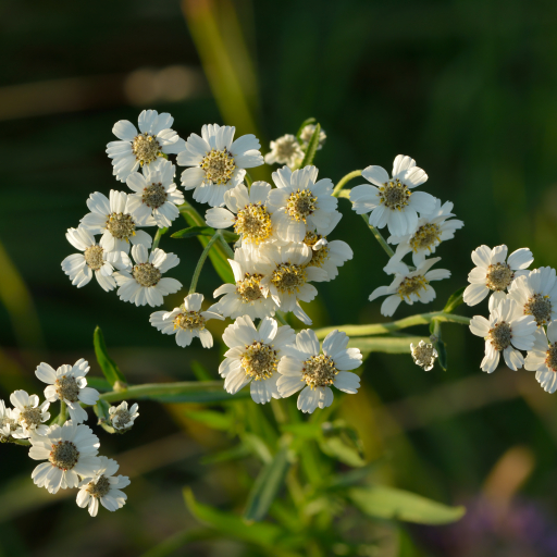Sneezewort (Achillea Ptarmica) Plant Care & How to Grow, Water