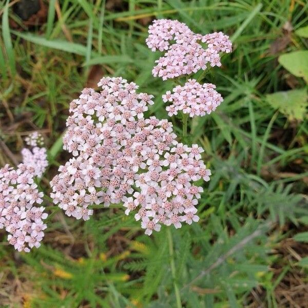 Pink Rose Yarrow (Achillea Roseo-alba) Plant Care & How to Grow, Water