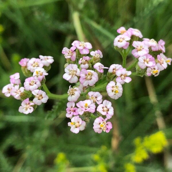 Pink Rose Yarrow (Achillea × Roseoalba) Plant Care & How to Grow, Water