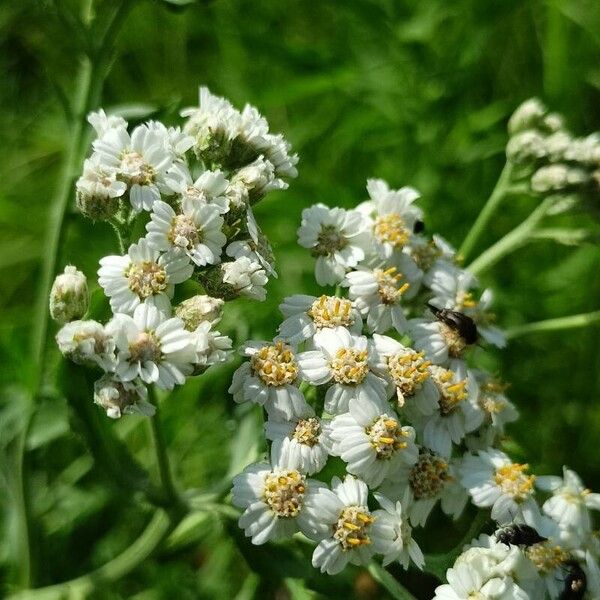 Achillea Salicifolia Plant Care & How to Grow, Water