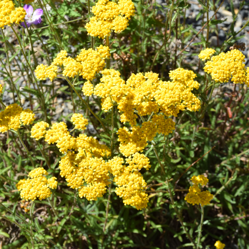 Woolly Yarrow (Achillea Tomentosa) Plant Care & How to Grow, Water