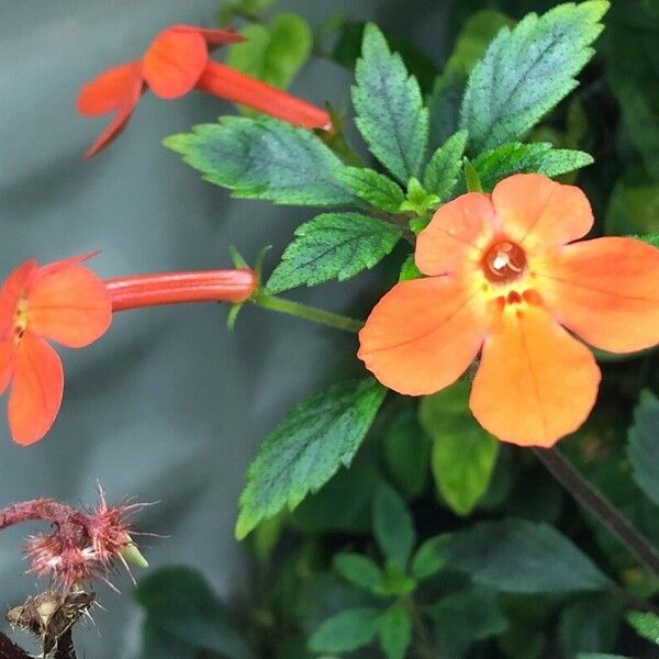 Achimenes Admirabilis Care Guide: Water, Soil & Propagation - Plantiary